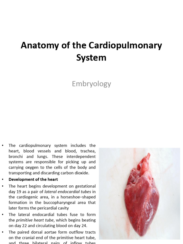 Anatomy of The Cardiopulmonary System | PDF | Heart | Congenital Heart ...
