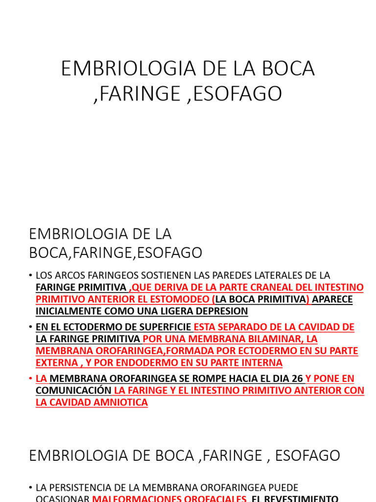 Embriologia de La Boca ,Faringe ,Esofago 2024 | PDF | Lengua | Esófago
