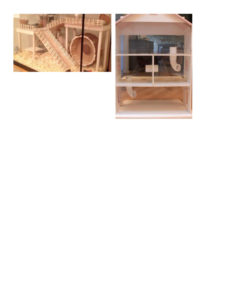 Hamster | PDF