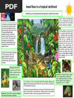 Ava'S - Amazon Rainforest Brochure | PDF | Amazon Rainforest | Trees