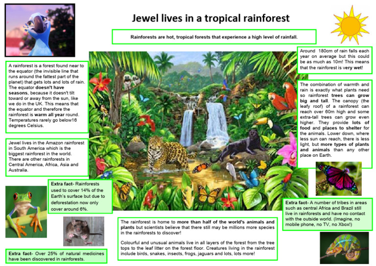 Rainforest | PDF | Rainforest | Earth Sciences