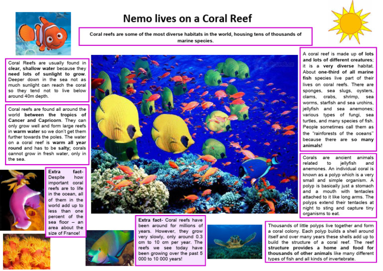 Coral | PDF | Coral Reef | Coral
