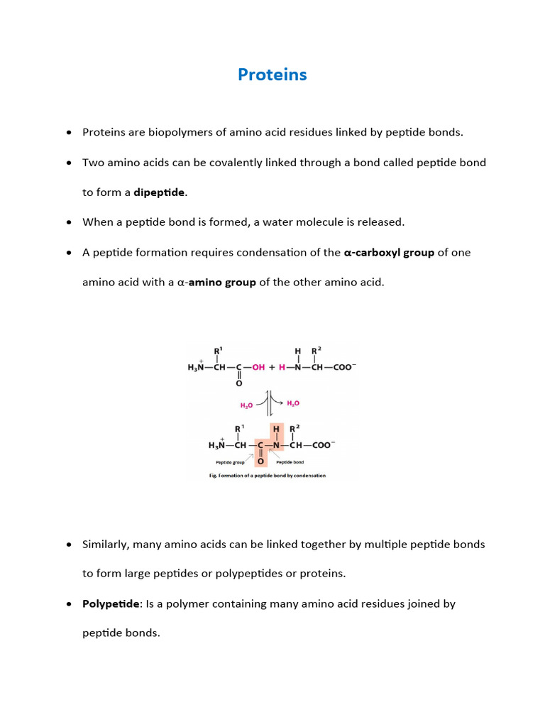 Protein | PDF | Protein Structure | Proteins