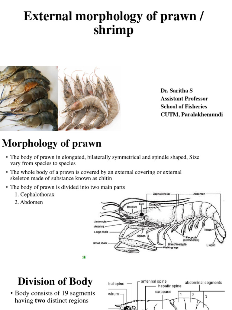 2.Morphology Prawn or Shrimp 2 | PDF