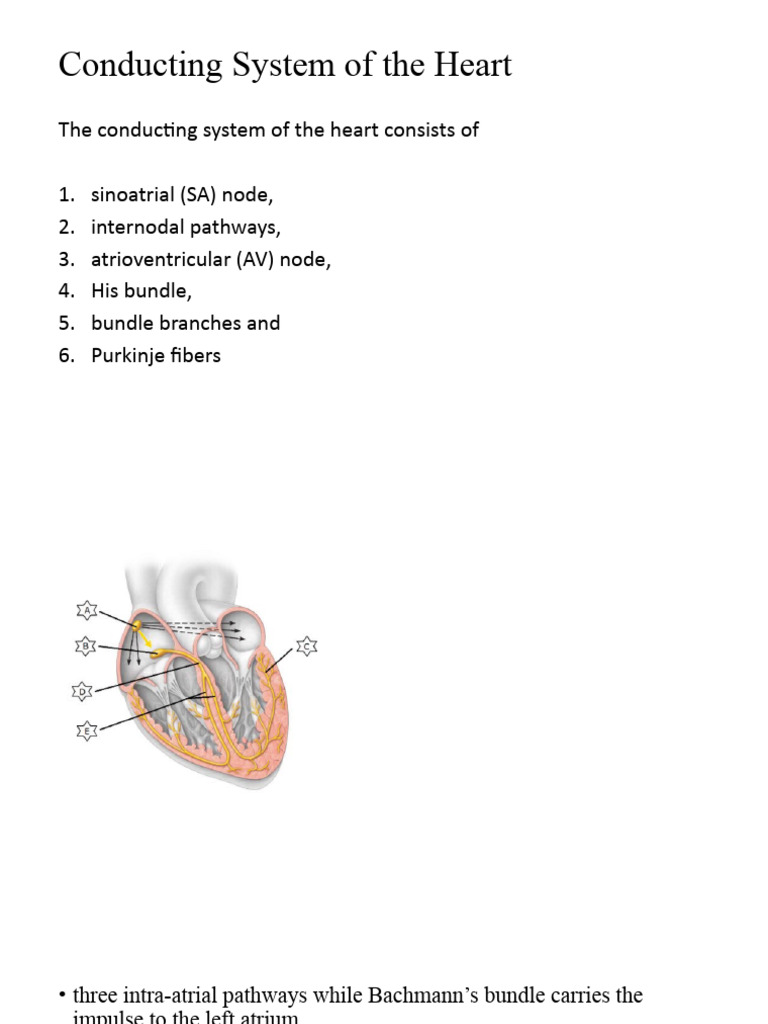 Conductive Systemof The Heart | PDF | Heart | Electrocardiography