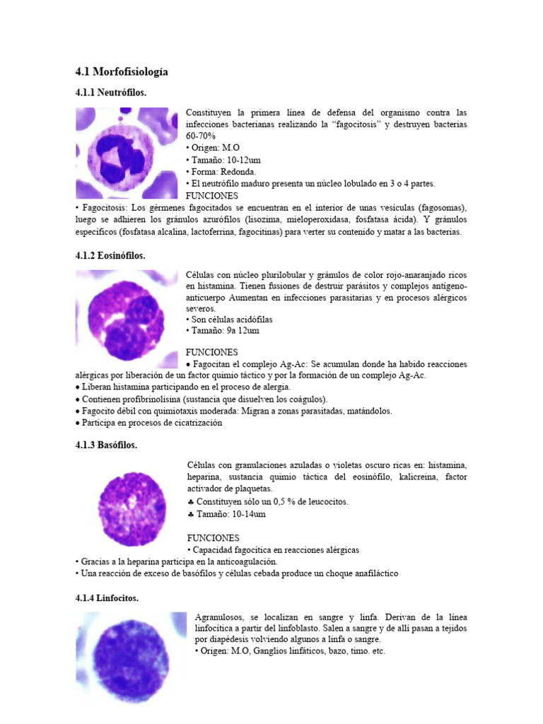 Morfofisiología Células Sanguineas | PDF | Leucocito | Sistema inmune