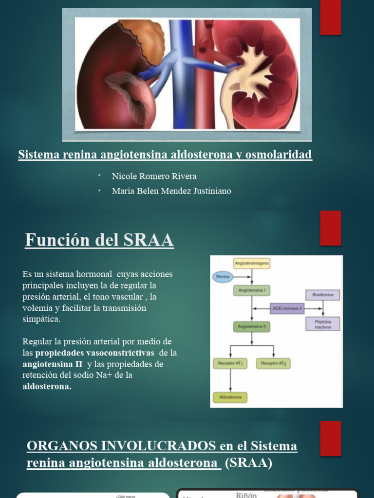 Función del Sistema SRAA en Fisiología | PDF