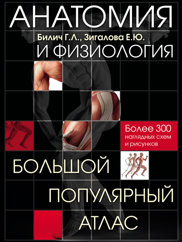 Bilich G. Anatomiya I Fiziologiia Bolshoi Populiarnyi Atlas - Fragment ...