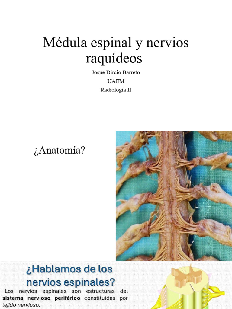 Médula Espinal y Nervios Raquídeos | PDF