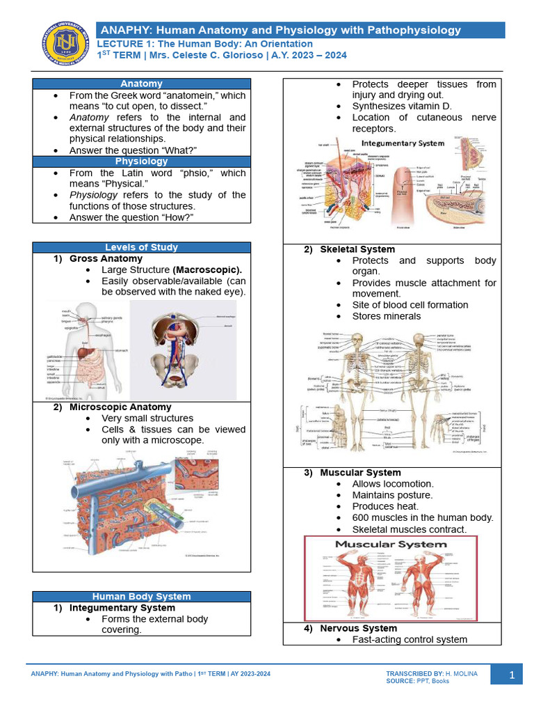 Anaphy Lec 01 | PDF | Anatomical Terms Of Location | Human Body