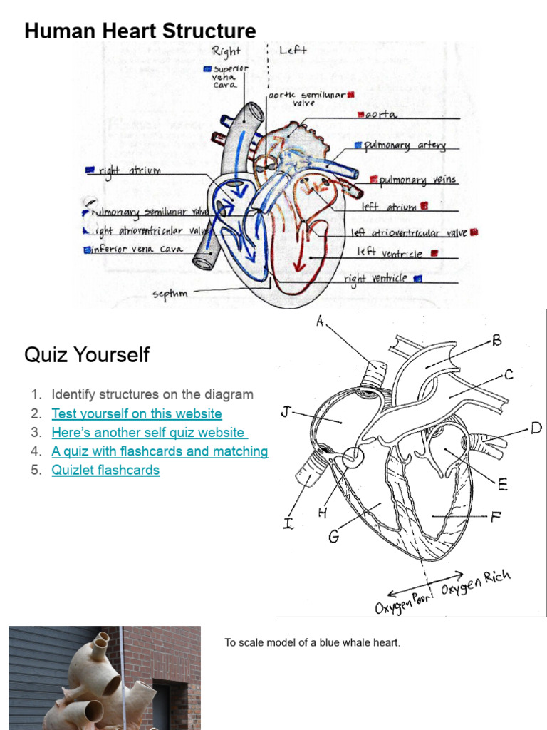 Heart Structure | PDF | Heart Valve | Heart