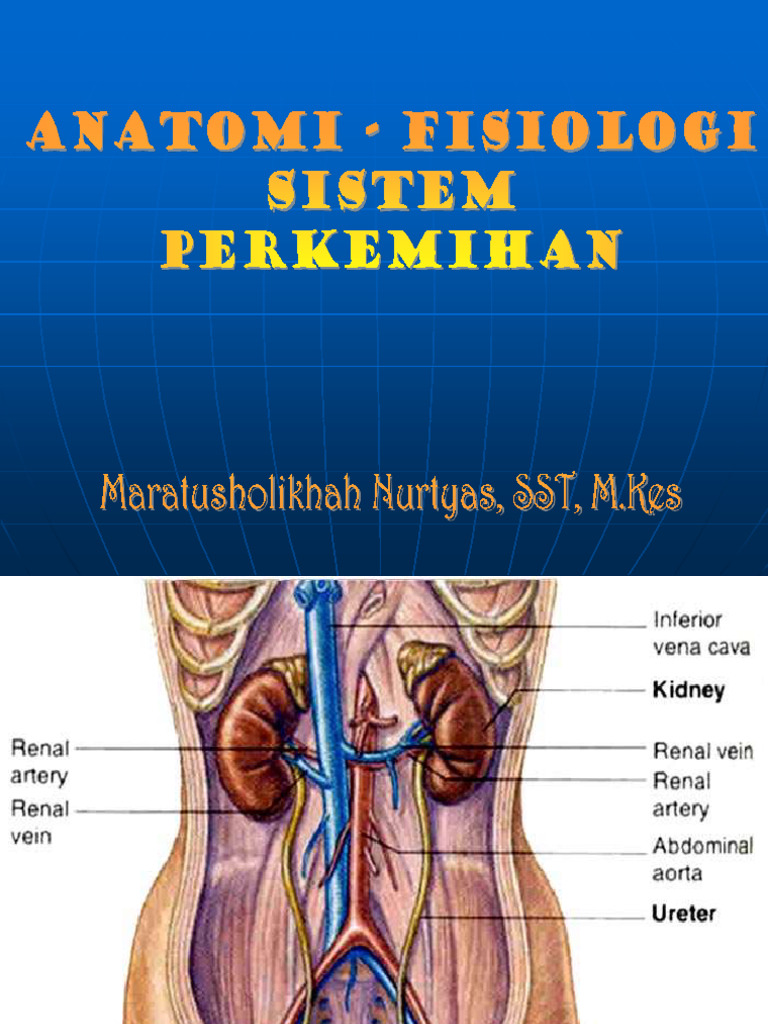 Anatomi Fisiologi Sistem Perkemihan | PDF