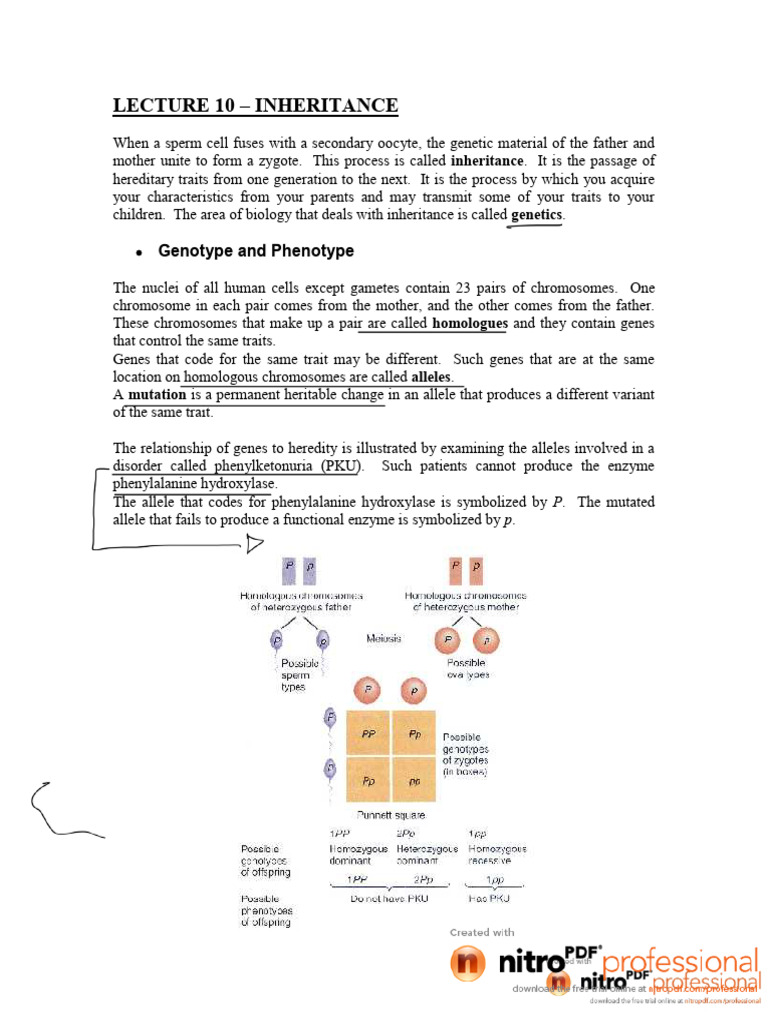 LECTURE 10 Inheritance | PDF | Dominance (Genetics) | Zygosity
