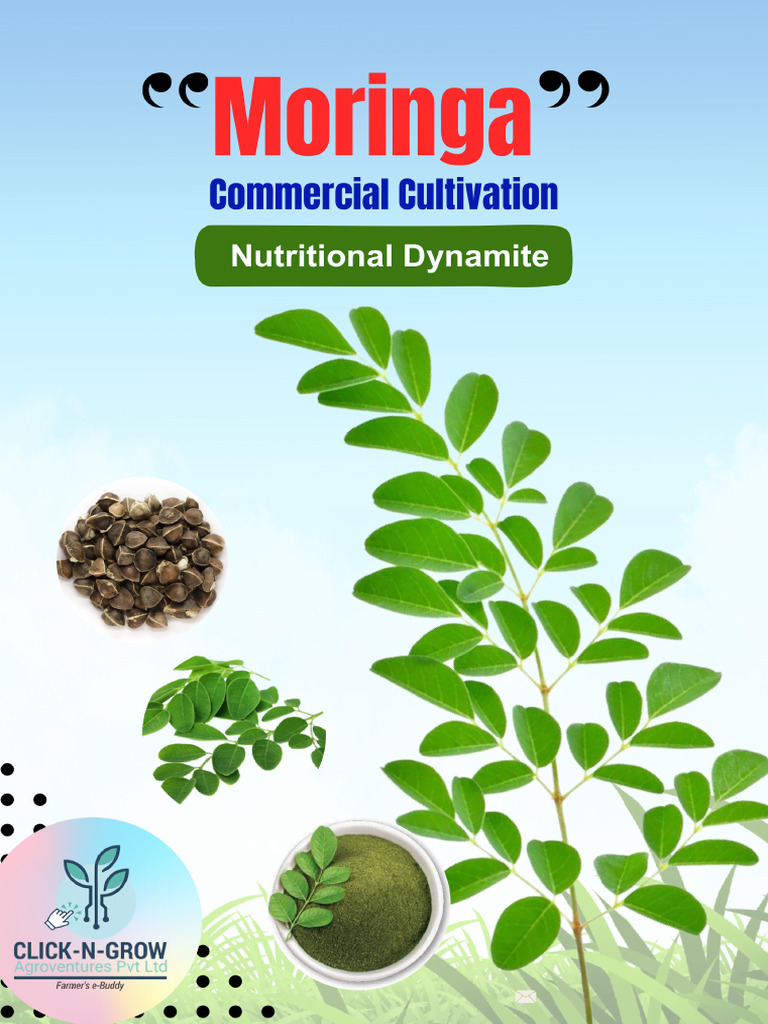 Moringa- English | PDF