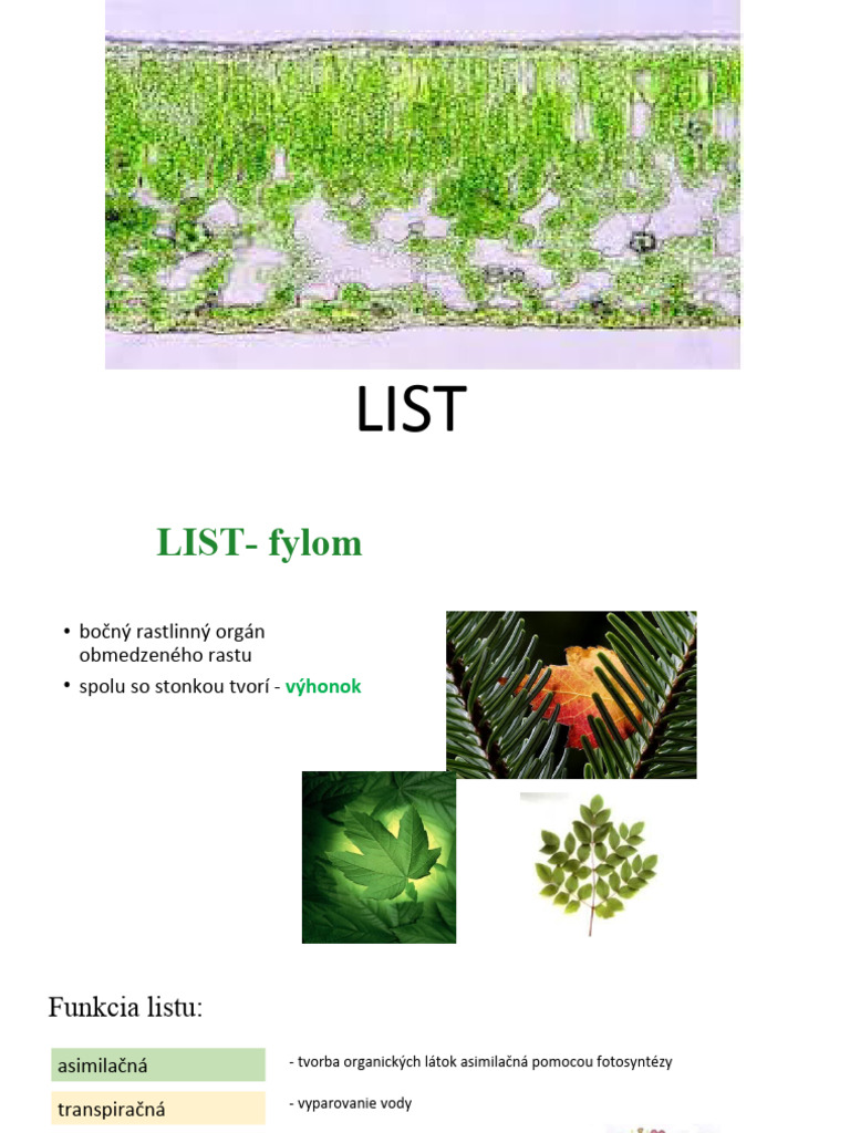 List 2 | PDF