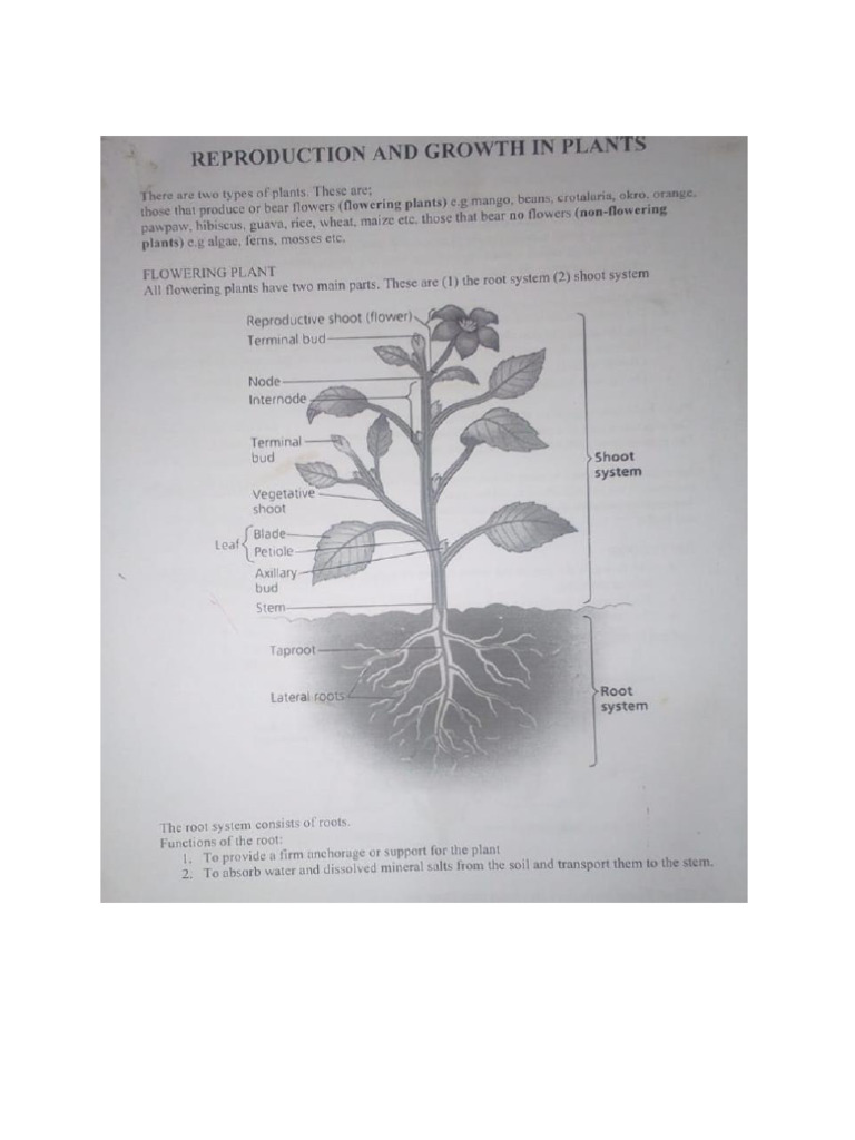 Reproduction and Growth in Plants | PDF