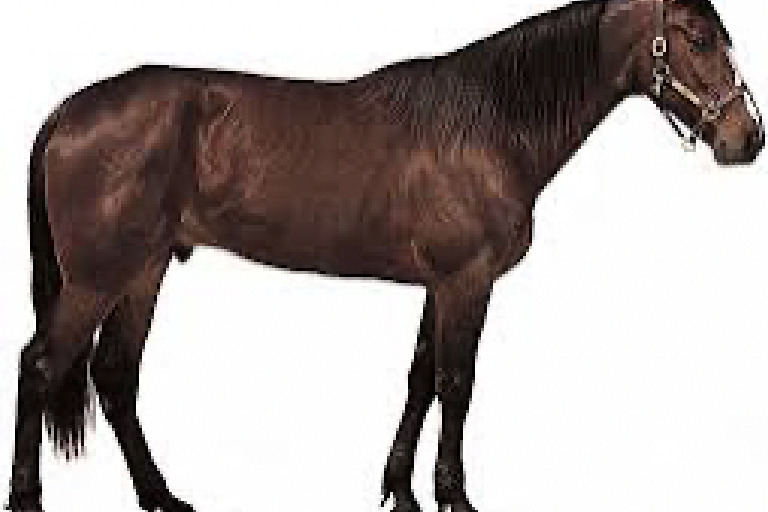 Horse | PDF
