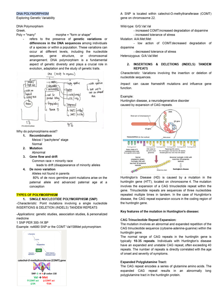 Dna Polymorphism | Download Free PDF | Southern Blot | Mutation