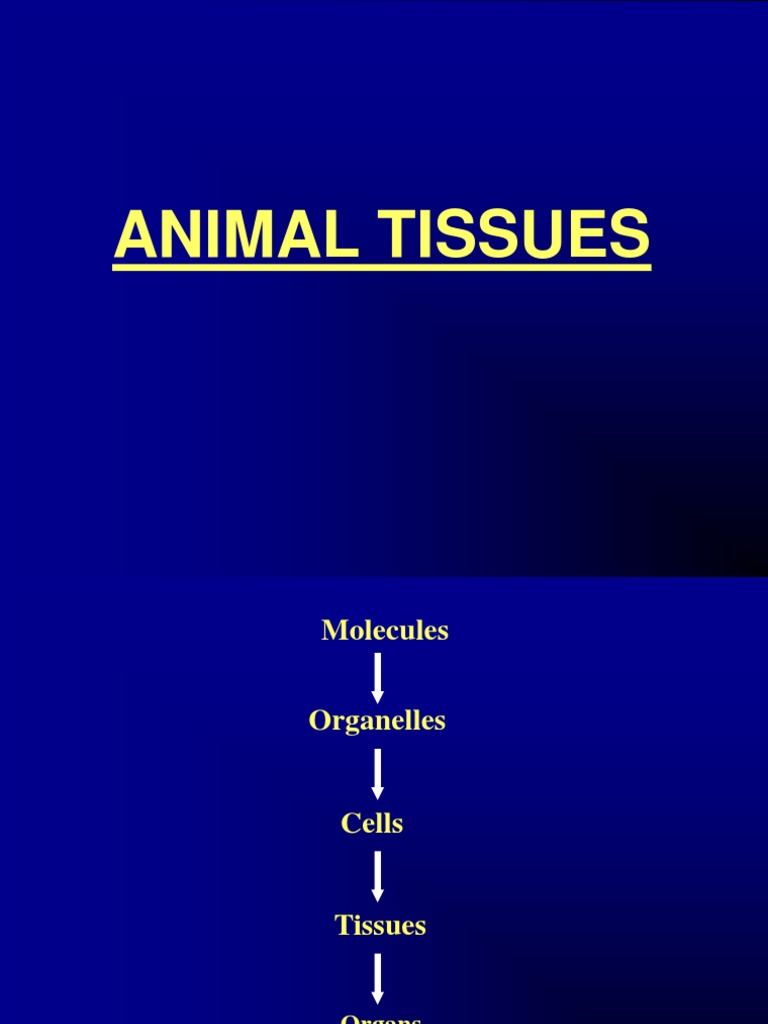 2.animal Tissues | PDF | Epithelium | Tissue (Biology)