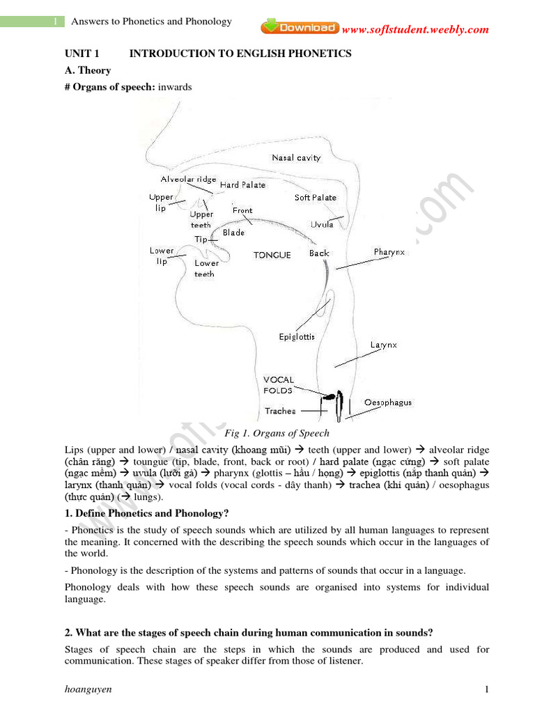 Answers To Phonetics and Phonology | PDF | Vowel | Phonetics