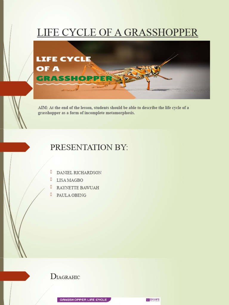 Life Cycle of a Grasshopper | Download Free PDF | Insects | Zoology