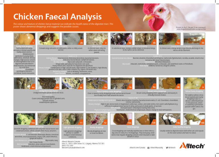 Alltech-Poultry-Droppings-Poster | PDF | Gastrointestinal Tract | Feces