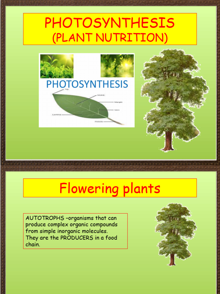 Photosynthesis | PDF | Stoma | Photosynthesis
