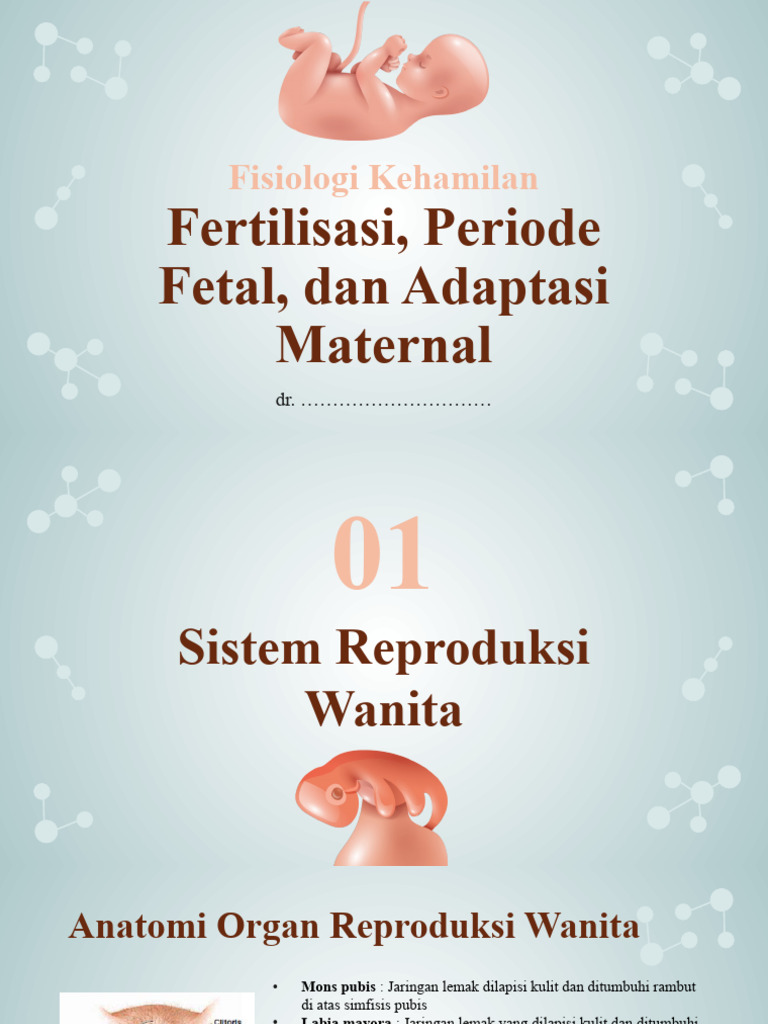 Fisiologi Kehamilan-Konsepsi, Periode Fetal, Dan Adaptasi Maternal ...