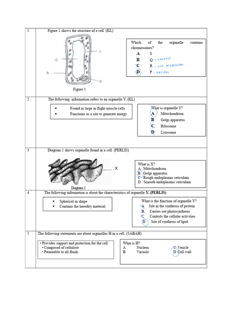 Koleksi Soalan Chapter 2 Biology Form 4 | PDF | Cell (Biology) | Tissue ...