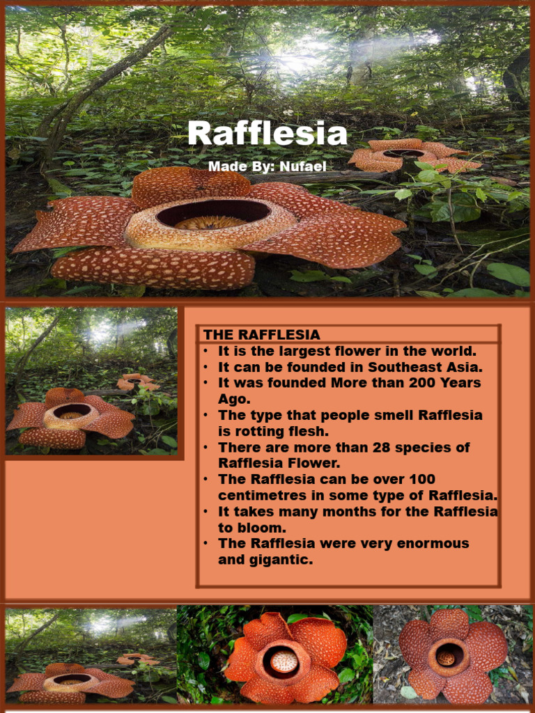 Rafflesia | PDF