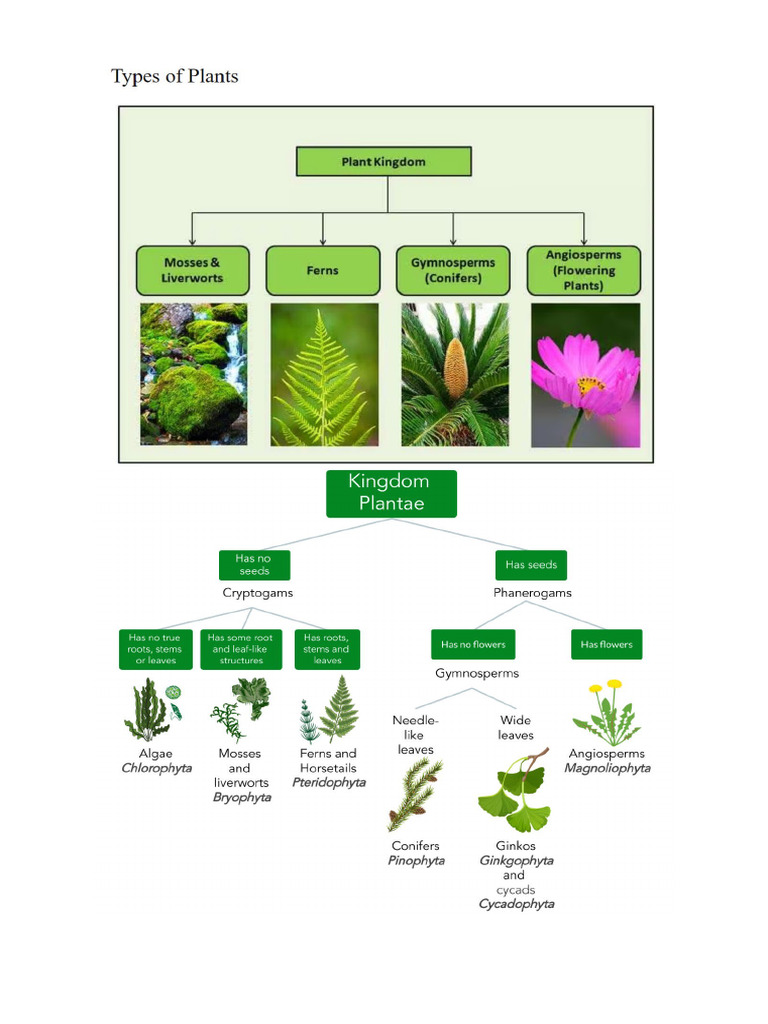 Plant Kingdoms: Classification Guide | PDF | Leaf | Plants