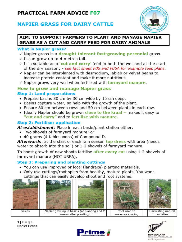 Napier Grass Cultivation for Dairy Cattle | PDF | Manure | Fertilizer