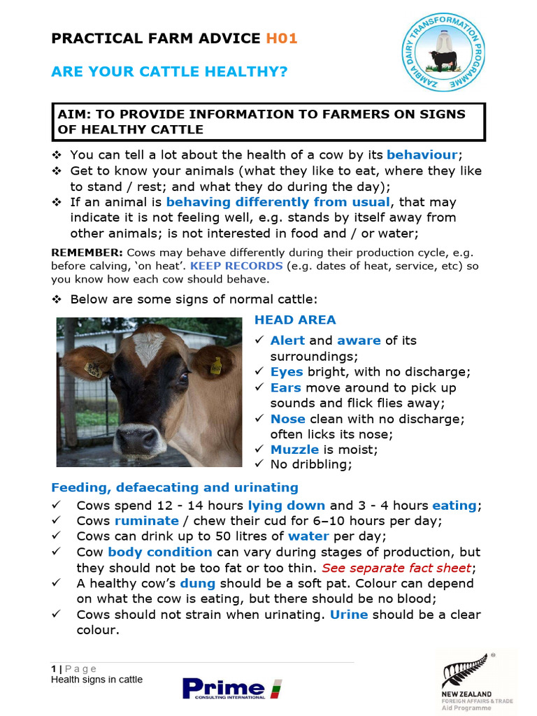 H01 - Are Your Cattle Healthy | PDF | Cattle