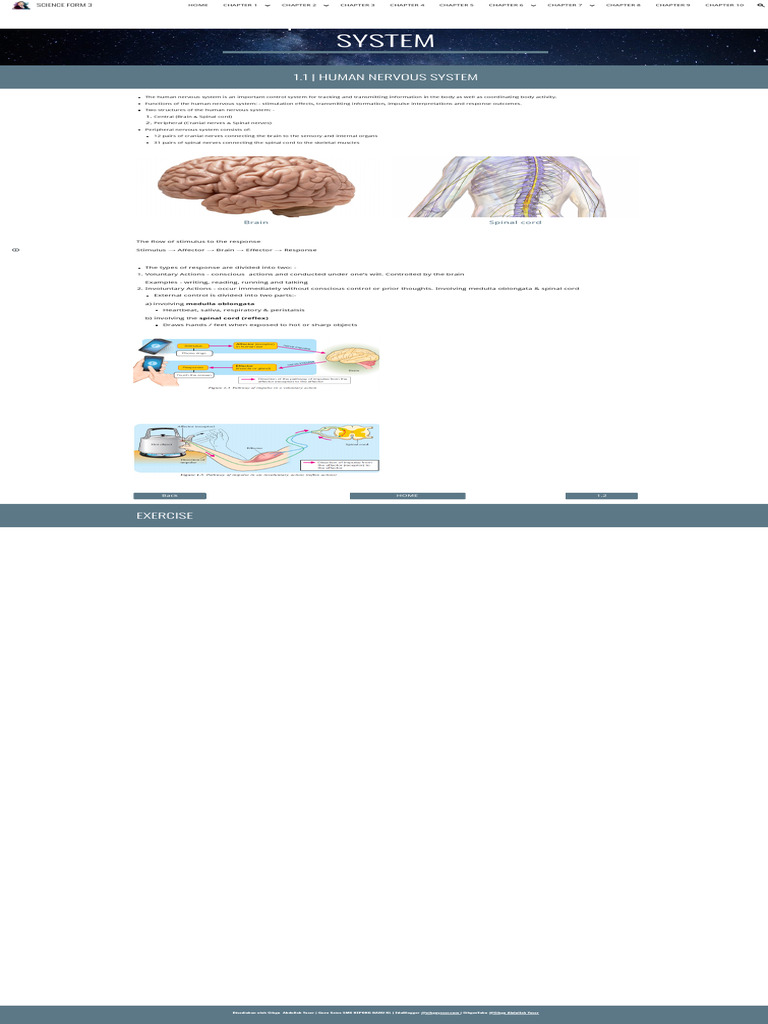 SCIENCE FORM 3 - 1.1 - Human Nervous System | PDF | Nervous System | Nerve