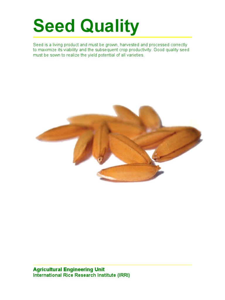 Rice Seed Quality Guide | PDF | Seed | Rice