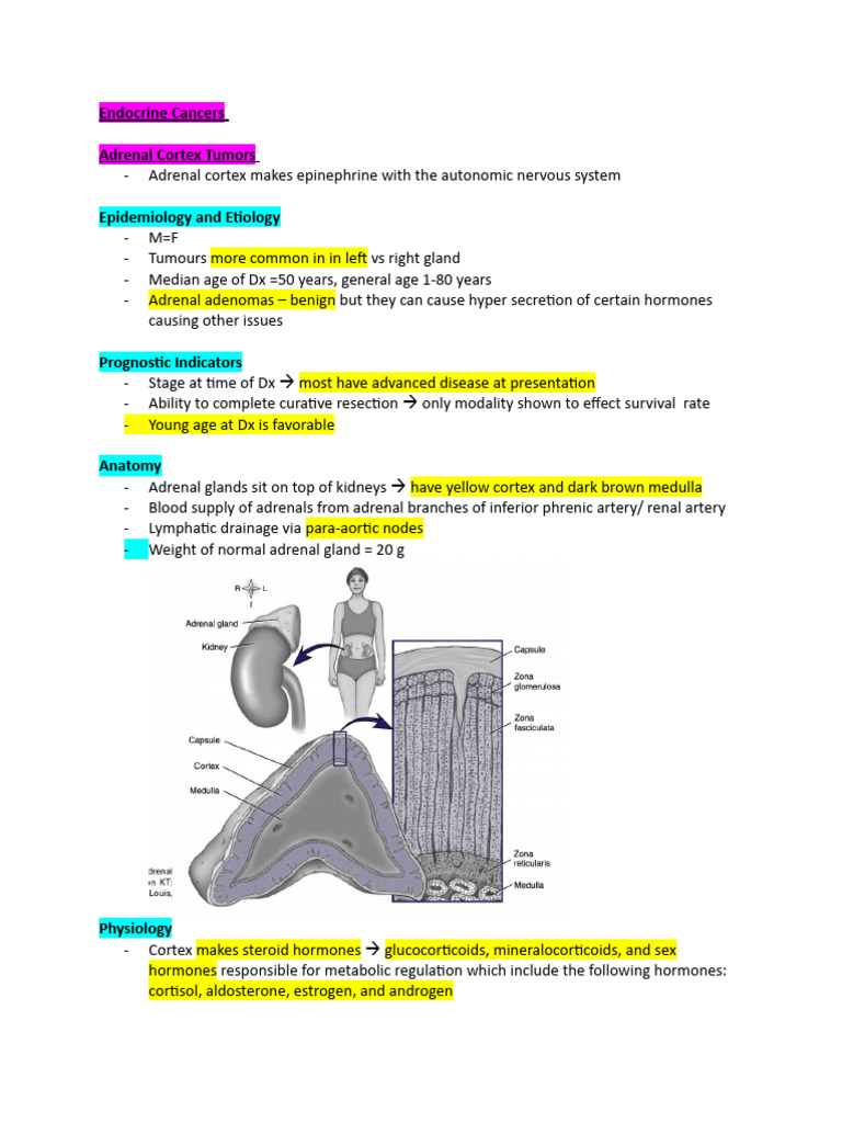 Endocrine Cancers | PDF | Thyroid | Adrenal Gland