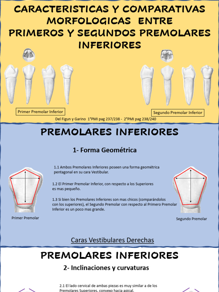 Primer y Segundo Premolar Inferior | PDF | Anatomia dental | Diente