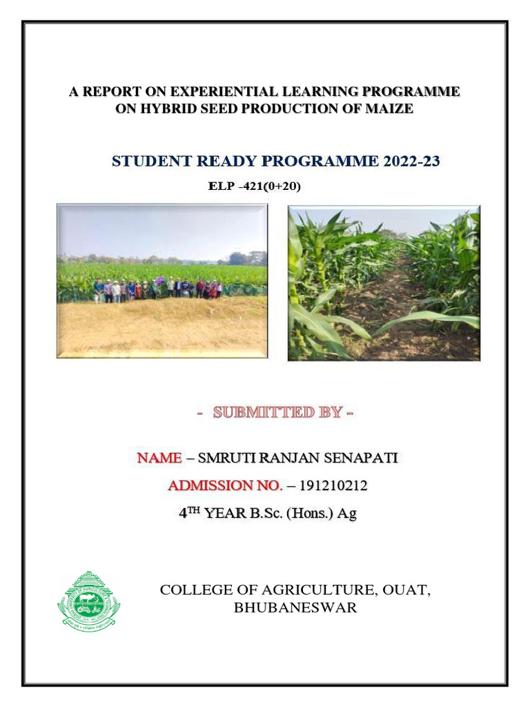 Hybrid Seed Production in Maize ELP Report | PDF | Maize | Seed