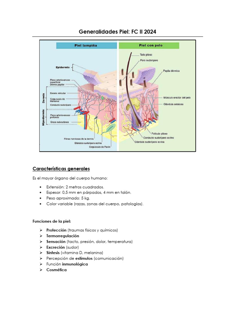 Generalidades Piel | PDF | Epidermis | Especialidades Medicas