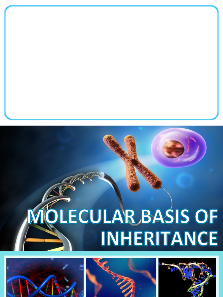 6 Molecular Basis of Inheritance | PDF | Nucleotides | Translation (Biology)