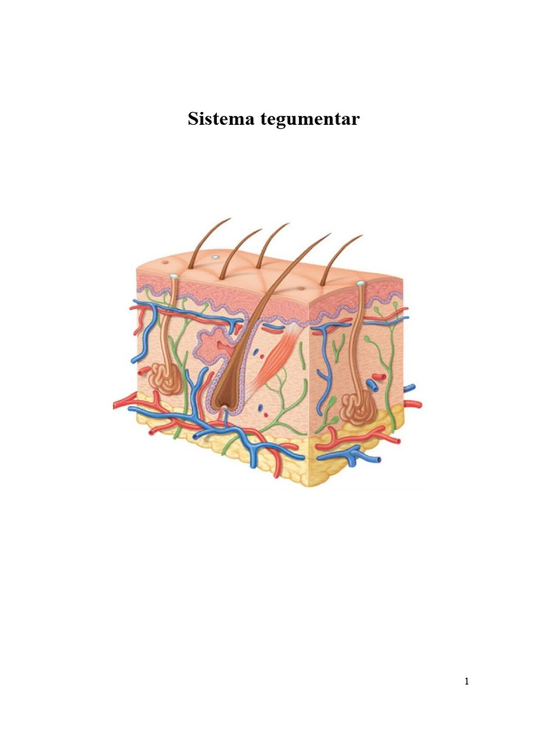 Sistema tegumentar | PDF | Sistema tegumentar | Anatomia