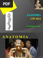 Esqueleto Fibroso del Corazón: Funciones y Estructura | PDF | Corazón ...