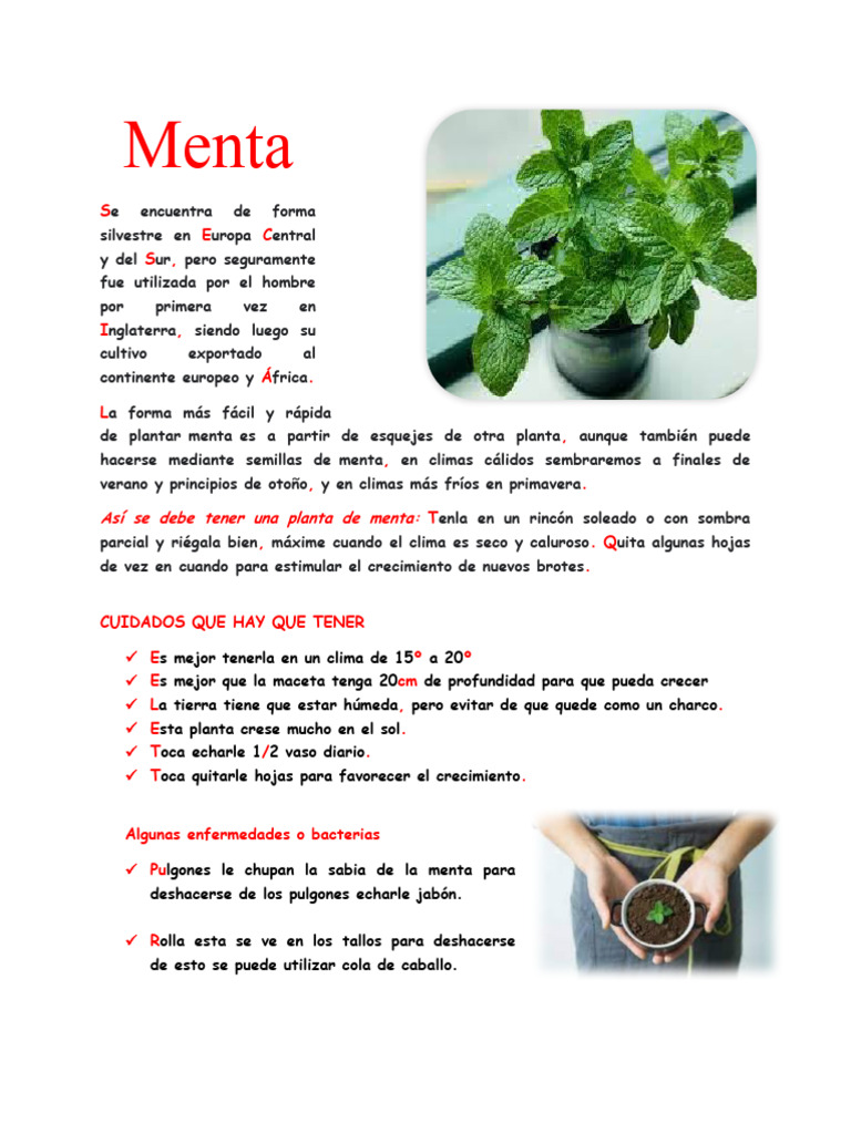 Menta | PDF