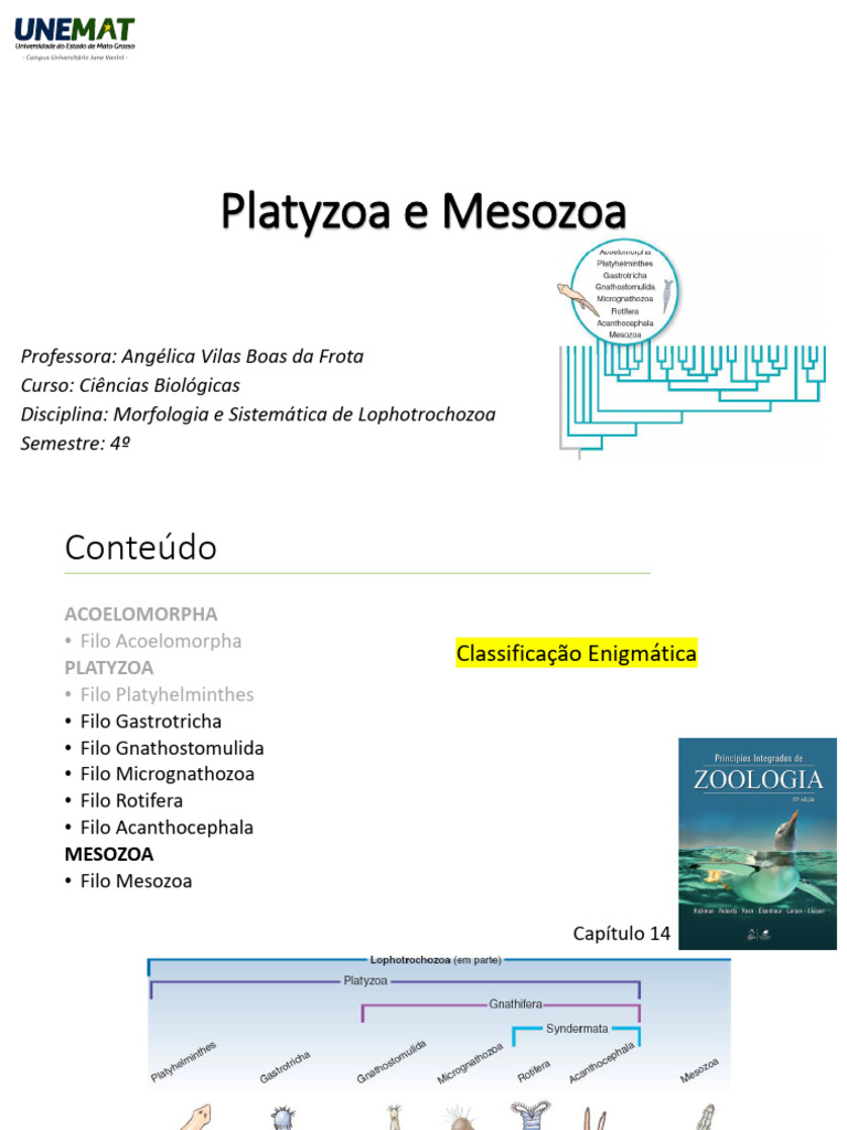 Filo Chordata - Platyzoa e Mesazoa | PDF | Biologia | Zoologia