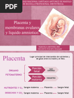 Cotiledones en la placenta y su función | PDF | Placenta | Parto
