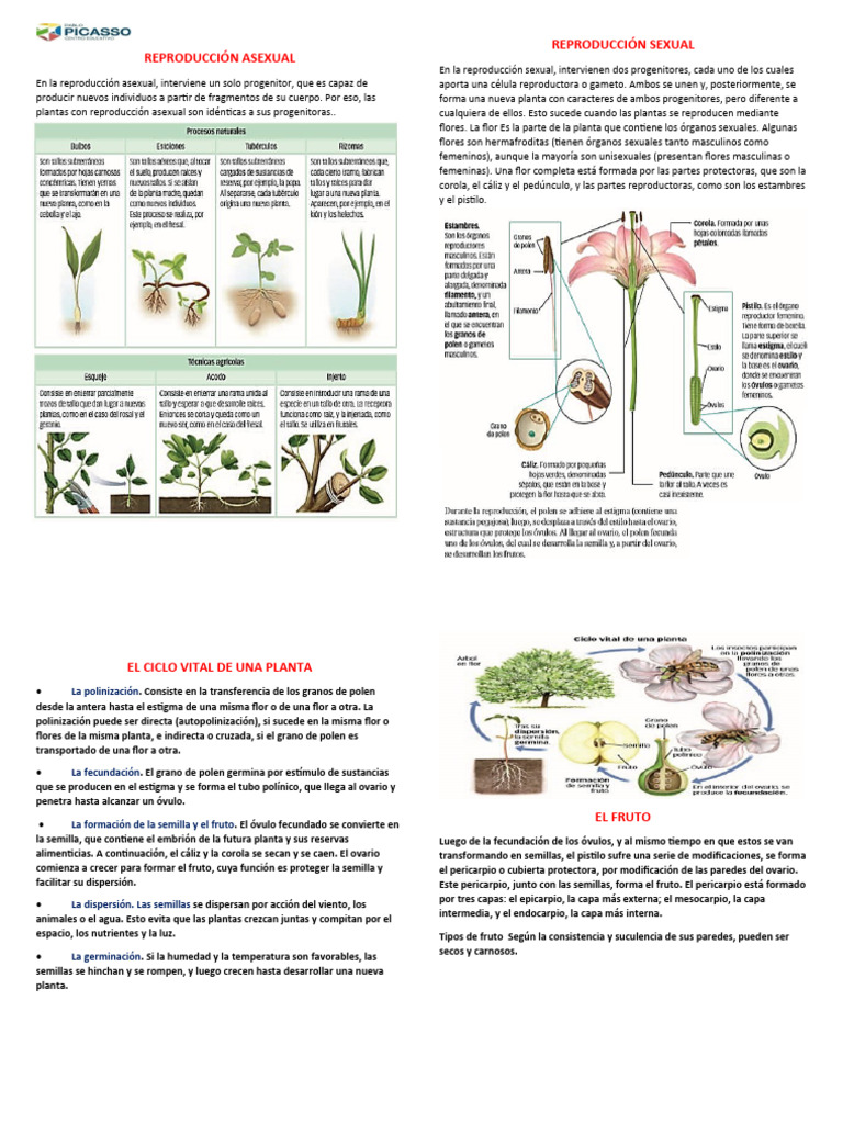 Tema 06 Reproduccion de Las Plantas | PDF | Flores | Reproducción