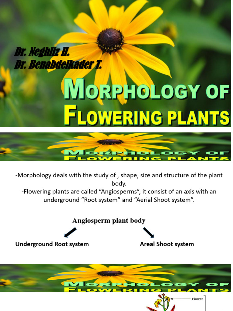 Chap-3.Plant Morphology | PDF | Root | Leaf