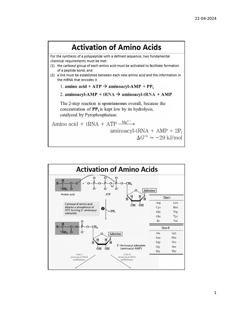 Prokaryotic Translation Mechanism - Class Slides | PDF | Translation ...