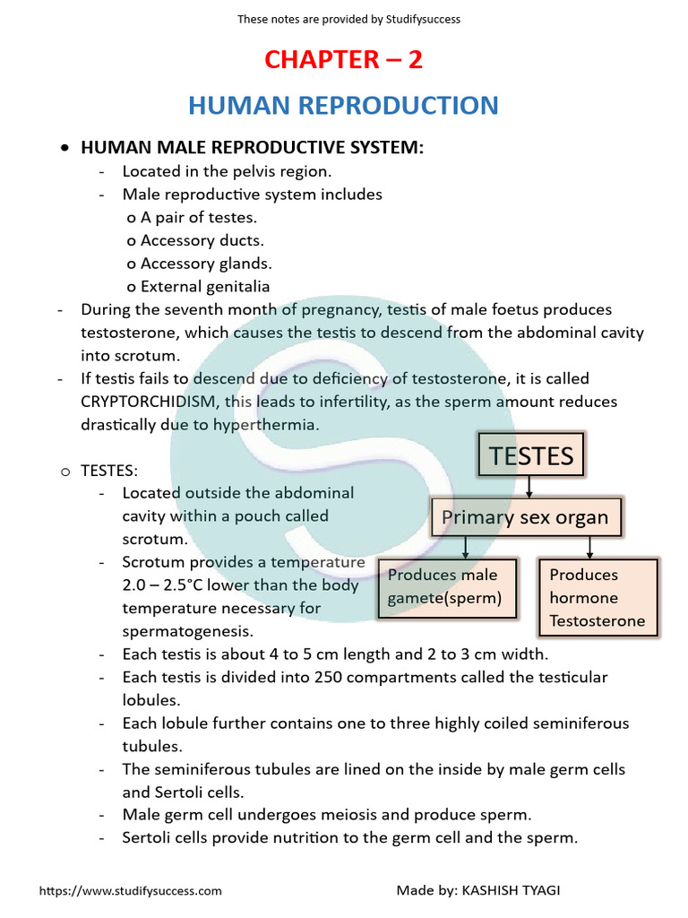 Class 12 Biology ch-2 Notes | PDF | Menstrual Cycle | Testicle