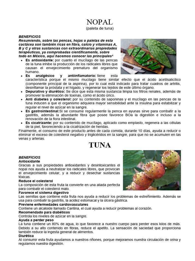 NOPAL | PDF | Fruta | Antioxidante